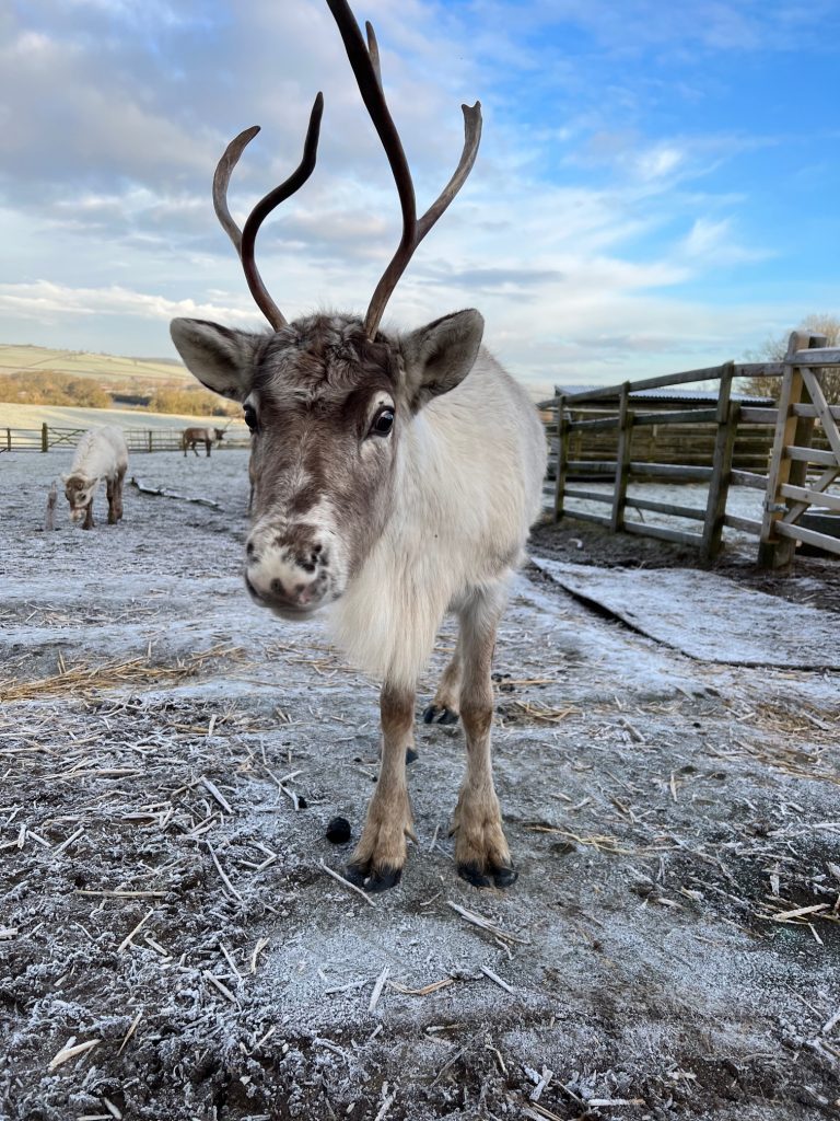 Christmas Reindeer Encounters