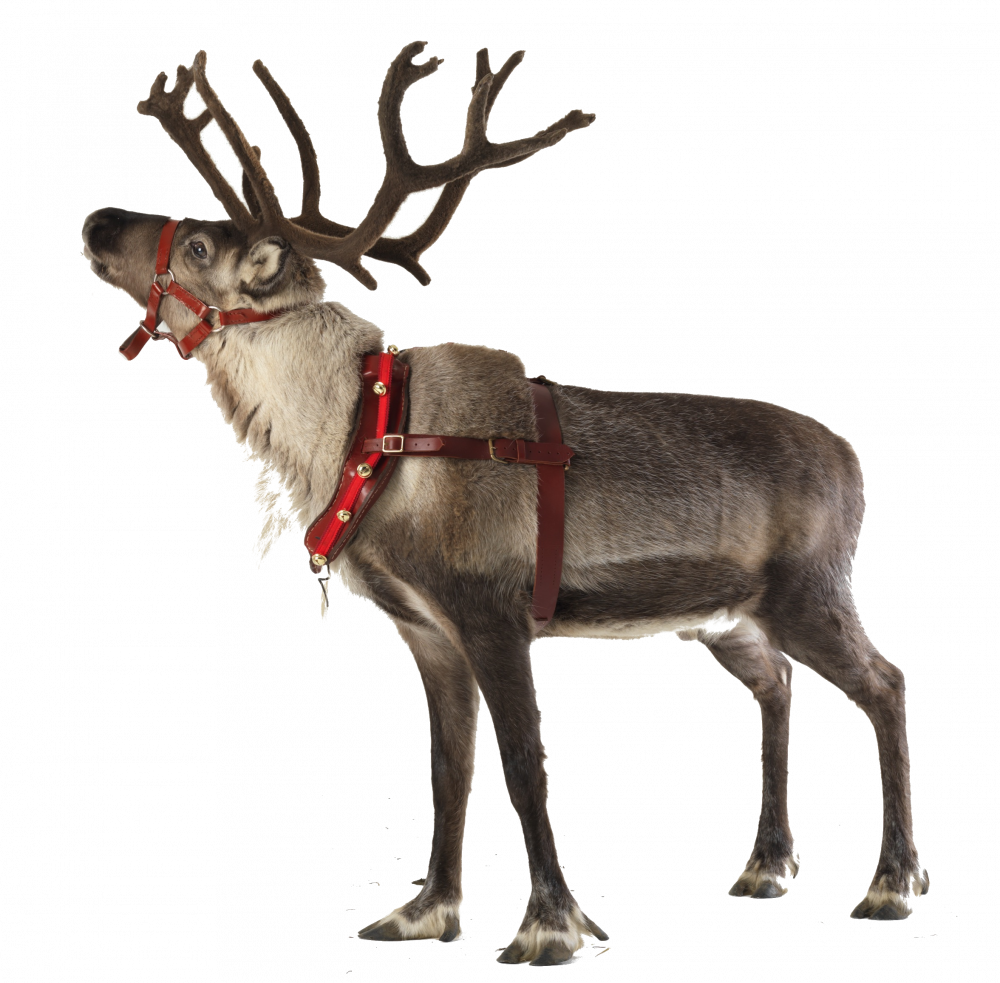 Contact Us – Real Reindeer